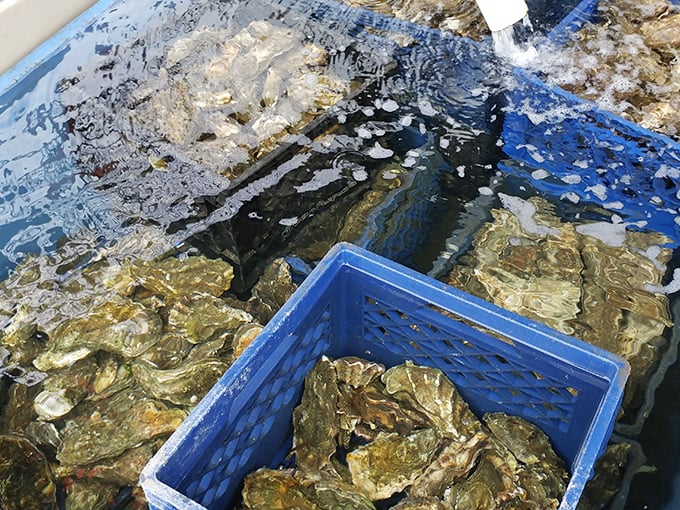 The ultimate "bay-to-tray" experience—these crustaceans probably had no idea they'd be the stars of someone's lunch just hours ago.