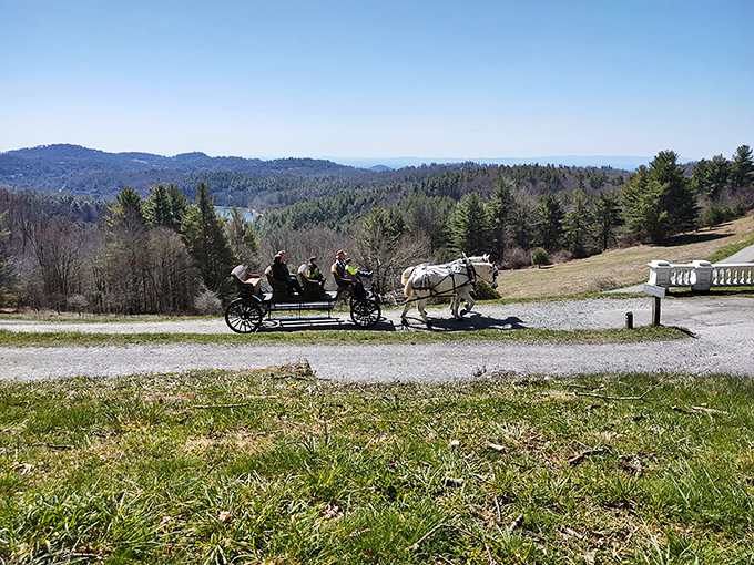 Horse-drawn carriage rides through Moses Cone Memorial Park offer a glimpse into a slower pace of life. Transportation with built-in nostalgia.