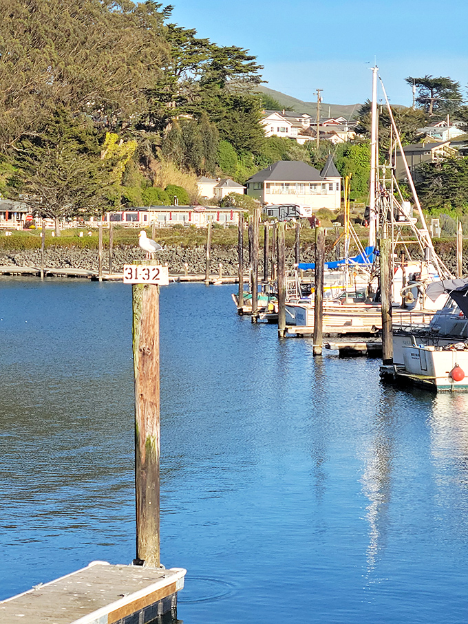 Bodega Bay's marina—where boats gently bob like nautical metronomes and seagulls serve as the unofficial welcoming committee for returning fishermen.
