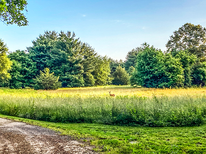 That deer is giving you the "I live here, you're just visiting" look. Nature's reminder that we're guests in their neighborhood.