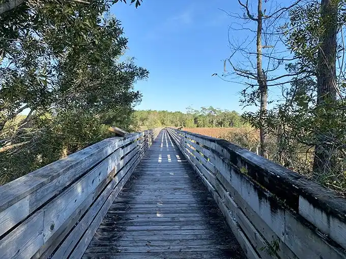 Wooden boardwalks lead through natural wetlands, creating pathways through wilderness that feel like portals to another world entirely.