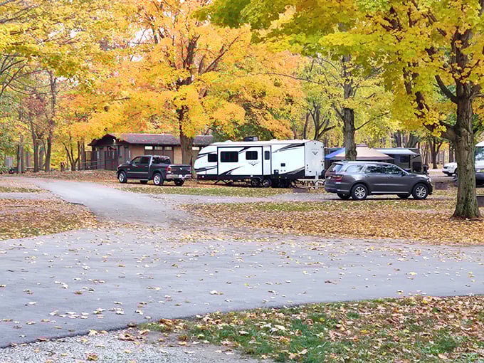Nothing says "welcome to the great outdoors" quite like a campsite framed by golden-leaved sentinels and the promise of s'mores over an open fire.