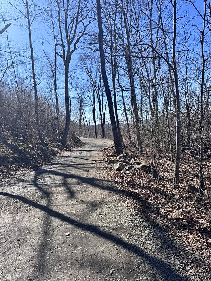 Fall's golden touch transforms the Tower Trail into nature's runway, where even the most casual hiker becomes a woodland fashionista.