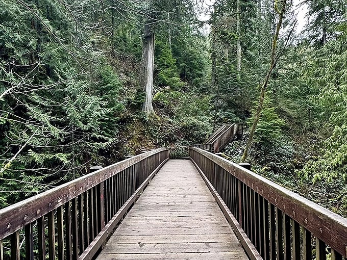 The trail beckons with its rustic wooden railings, like nature's version of the yellow brick road—only greener, mossier, and with significantly fewer munchkins.