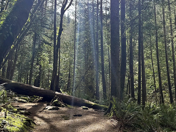 The trail beckons with its rustic wooden railings, like nature's version of the yellow brick road—only greener, mossier, and with significantly fewer munchkins.