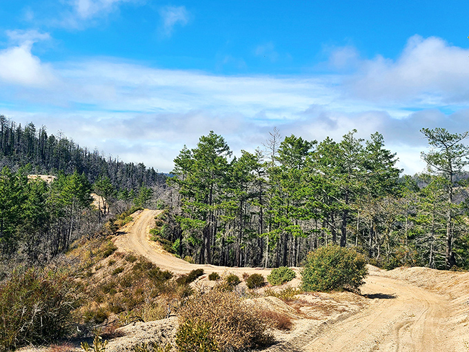 Misty morning magic transforms Butano's trails into a scene straight out of "The Lord of the Rings." Nature's own special effects department at work!