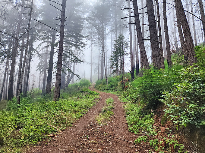 Misty morning magic transforms Butano's trails into a scene straight out of "The Lord of the Rings." Nature's own special effects department at work!