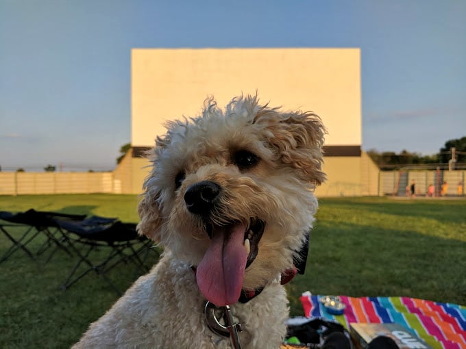 Four-legged film critics welcome! This furry reviewer seems thoroughly impressed with both the venue and the evening's selections.