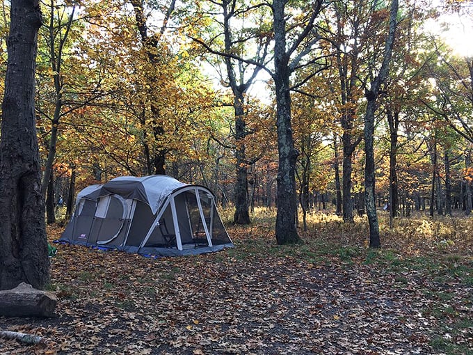 Fall camping: when the forest floor becomes nature's most extravagant carpet. The trees wearing their autumn best just for your weekend getaway.