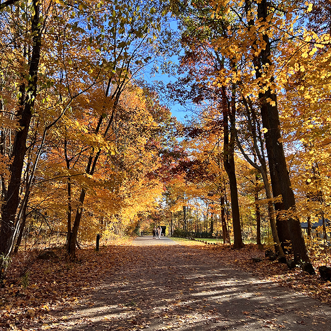 Fall's golden hour lasts for weeks here, turning ordinary paths into yellow brick roads that lead to the emerald city of tranquility.