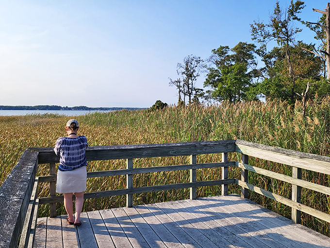 Contemplating the vastness of marshland from this wooden perch feels like stepping into a Thoreau essay—with better cell reception.