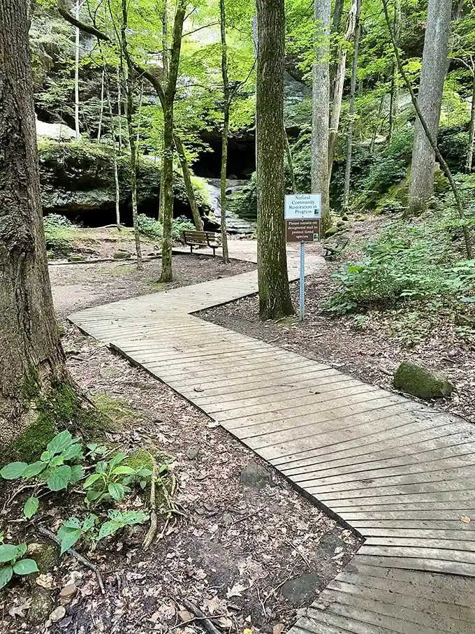 This wooden boardwalk isn't just accessible—it's an invitation to discover hidden wonders without disturbing the delicate ecosystem beneath.