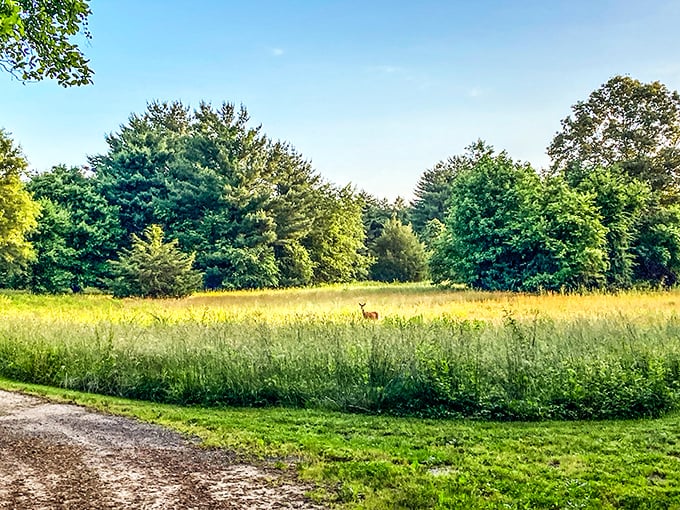 A deer pauses in golden meadow light, completely unimpressed by your Instagram followers or email inbox.