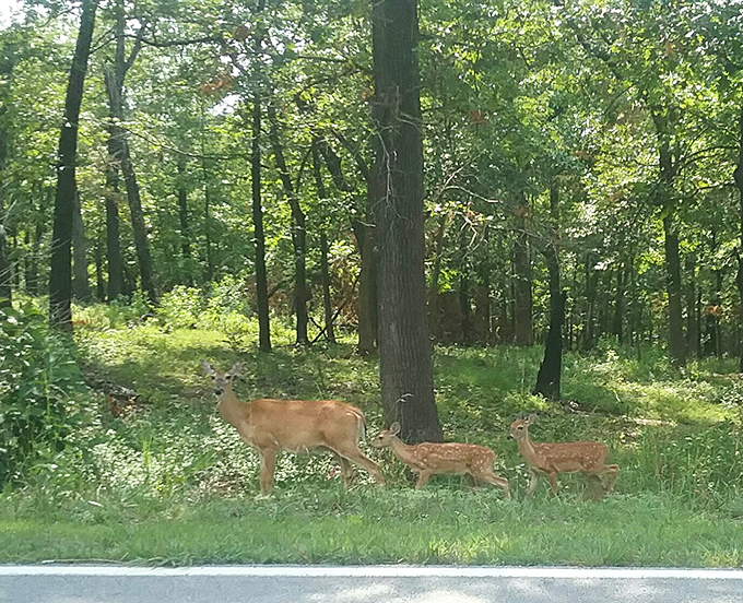 A deer family's leisurely stroll through the forest. In their eyes, you're the attraction in their neighborhood.
