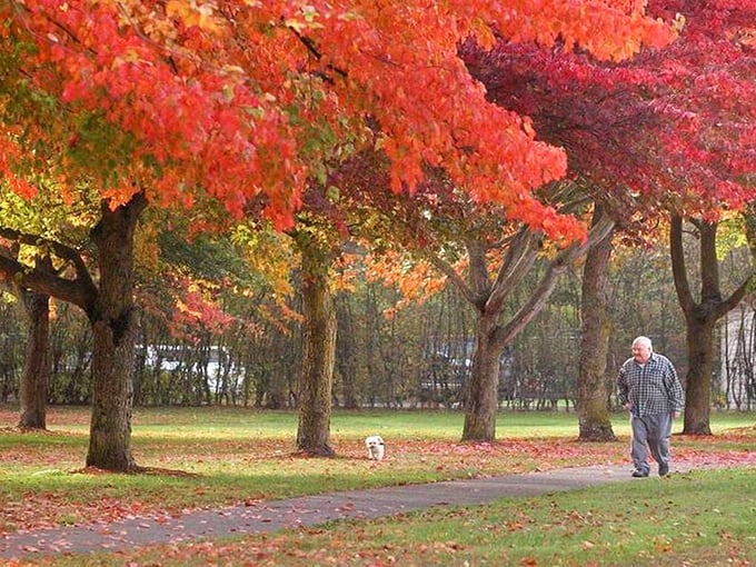 Fall foliage creates nature's fireworks display, where taking a walk becomes Bellingham's version of front-row seats at the best show in town.