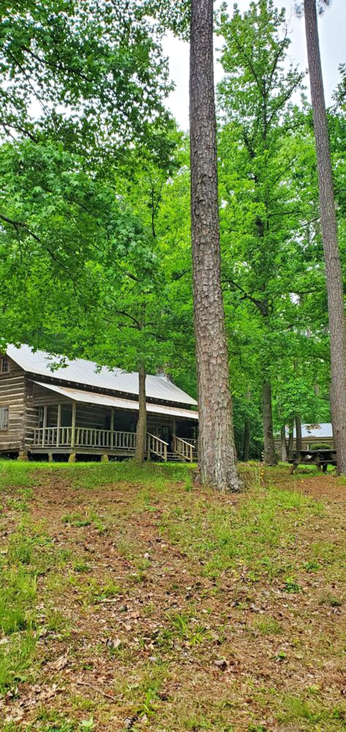 Towering pines frame the historic cabin like nature's own picture frame—rustic elegance that predates the concept of "rustic chic."