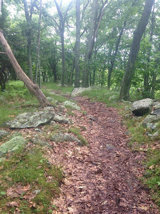The trail less traveled, which somehow still knows exactly where you need to go. Those rocks aren't obstacles—they're nature's stair masters.