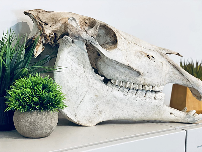 A horse skull rests beside potted greenery – the ultimate conversation piece for your next dinner party, guaranteed to prevent small talk.