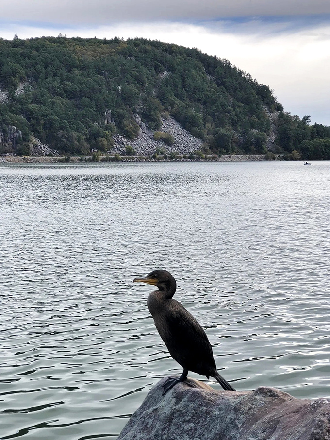 I was here first, says the cormorant. Local wildlife reminds visitors they're merely guests in this ancient natural sanctuary.