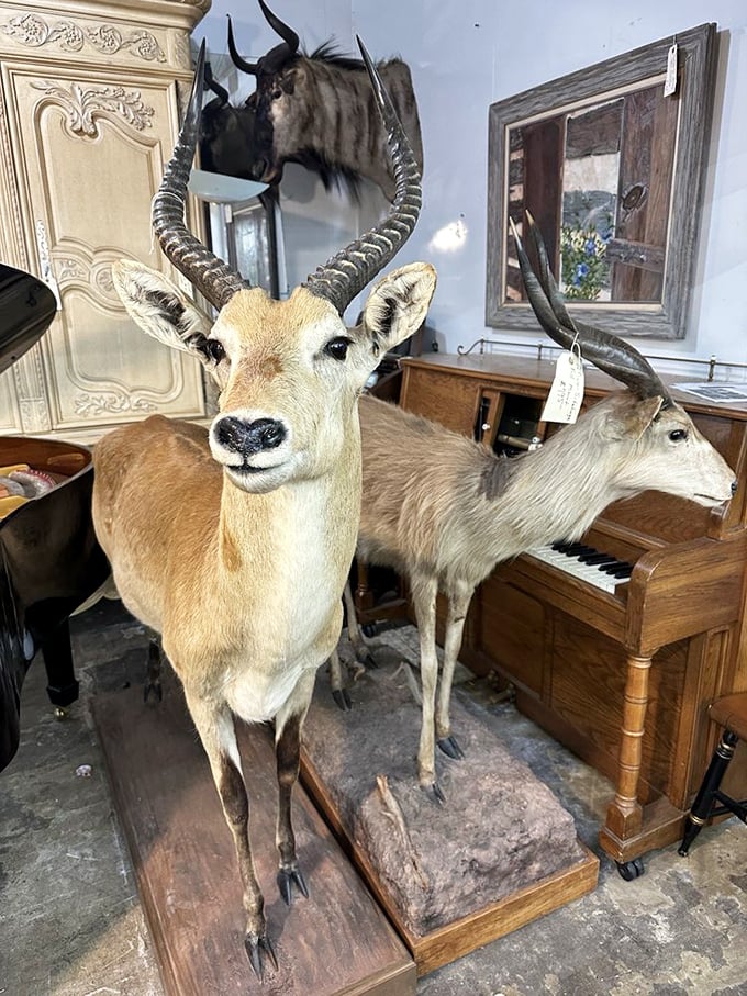 Not your average thrift store find—these taxidermy specimens stare endlessly across the showroom, forever wondering how they ended up next to a piano in Aurora.