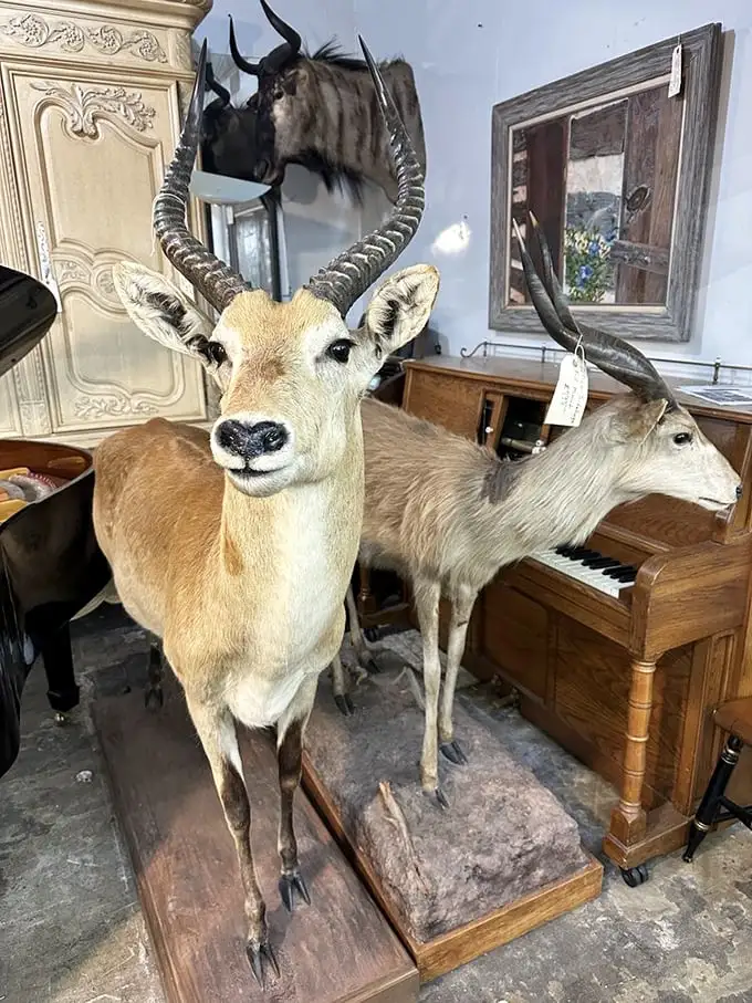 Not your average thrift store find—these taxidermy specimens stare endlessly across the showroom, forever wondering how they ended up next to a piano in Aurora.