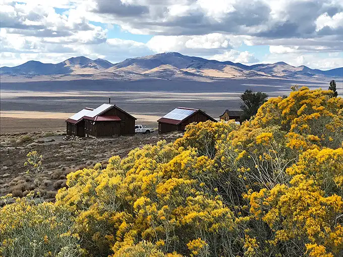 Nature's paintbrush at work: golden rabbitbrush frames the valley view, reminding you that Nevada's palette extends far beyond casino neon.