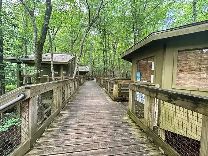 Walking this elevated boardwalk feels like stepping into a treehouse fantasy—minus the rickety ladder and splinters in uncomfortable places.