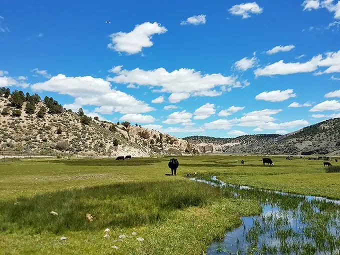 Cattle grazing peacefully beneath endless Nevada skies. This isn't just a pasture—it's a masterclass in the art of rural serenity.