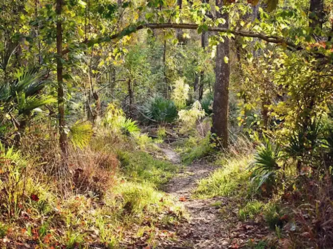 Nature's secret corridor beckons adventurers. This trail through Torreya's diverse ecosystem promises discoveries that defy Florida stereotypes at every turn.