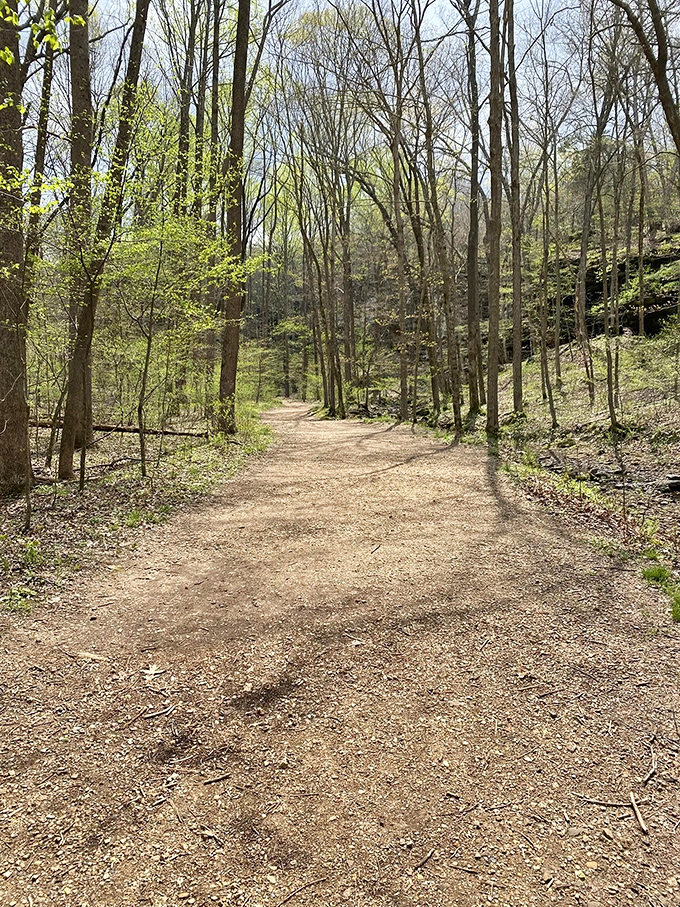 Sunlight dapples this leaf-strewn path like nature's own spotlight system, guiding you deeper into Southern Illinois' geological theater.