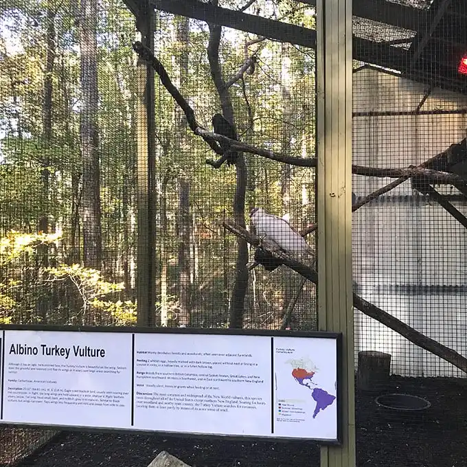 This albino turkey vulture defies expectations—like finding out your intimidating neighbor actually bakes cookies for the entire block.