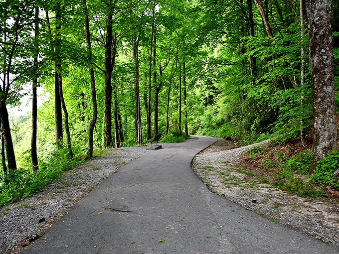 The approach trail winds through a cathedral of trees. Cathedral is the right word—you'll find yourself speaking in hushed tones naturally.