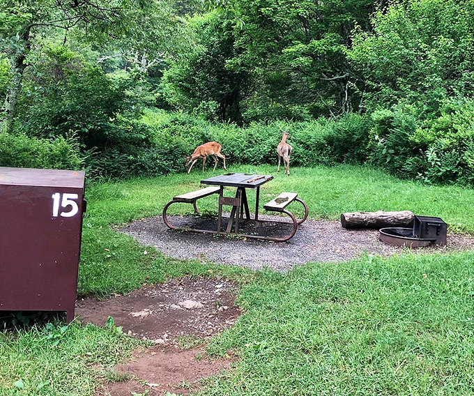 Deer dropping by for dinner—uninvited but always welcome guests. At Big Meadows, wildlife watching and picnicking are essentially the same activity.