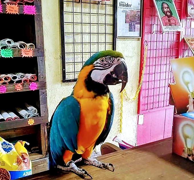 A vibrant macaw serves as a living attraction amid the preserved oddities, bringing a splash of tropical color to this quirky Missouri roadside stop.