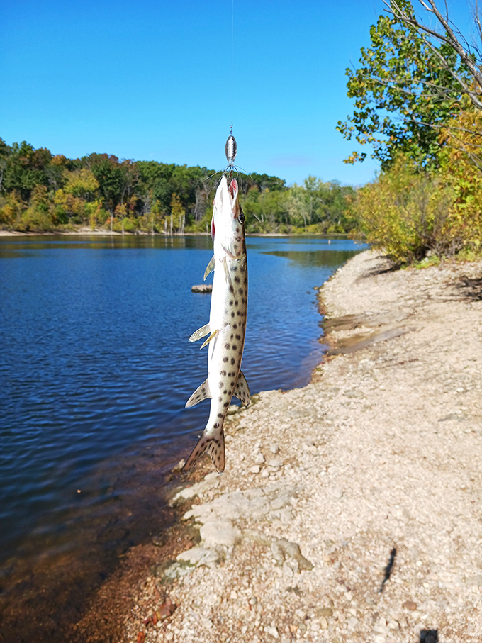 "Fish stories" become actual stories here. That spotted trophy catch isn't just possible—it's practically waiting for you to tell it hello.