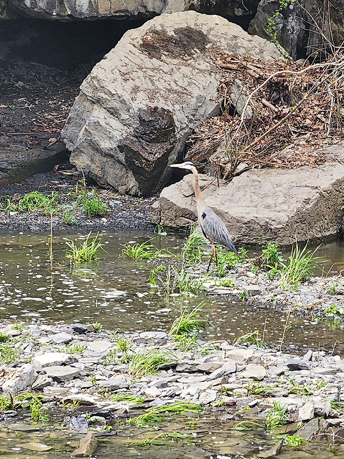 This great blue heron clearly didn't get the memo about sharing the spotlight—nature's patient fisherman waiting for lunch while visitors snap their own catches.