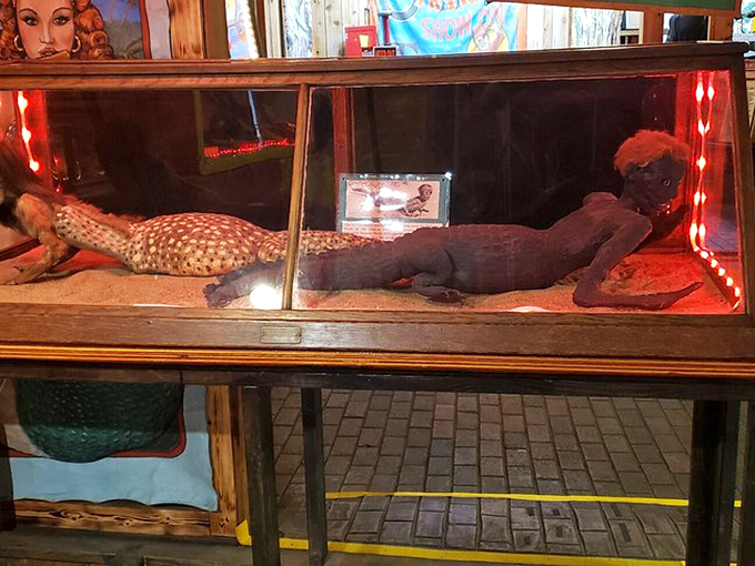 This "mermaid" display embodies classic sideshow tradition – part fascinating craftwork, part delightful hoax that you can't help but appreciate.