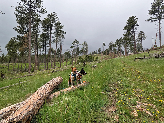Four-legged trail critics give Norwesca two paws up. Even dogs appreciate the symphony of scents along this pine-studded path.