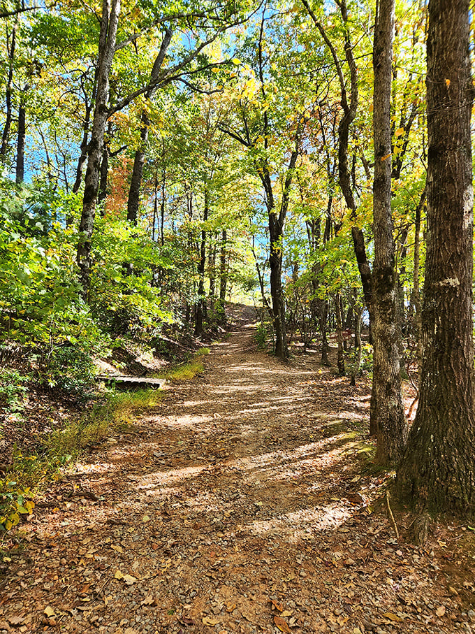 Dappled sunlight creates nature's stained glass effect on this autumn path. The forest doesn't just have trails—it has corridors of golden light.
