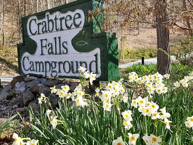 Spring daffodils welcome visitors to Crabtree Falls Campground, nature's equivalent of rolling out the yellow carpet for your arrival.