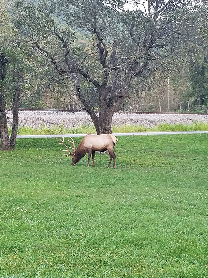 "Excuse me, I live here." Pennsylvania's elk don't just roam the wilderness—they own it, casually grazing alongside the byway like they're posing for postcards.