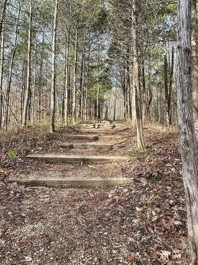 These humble wooden steps are literally the stairway to heaven for nature lovers—each riser bringing you closer to panoramic bliss.