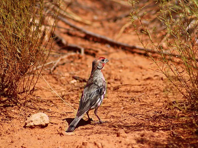 Sedona's feathered local, posing for his headshot. This little performer doesn't need an agent to steal the spotlight.