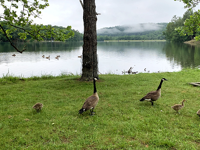 The welcoming committee has feathers and attitude—these Canada geese run a tight ship at their lakefront property.