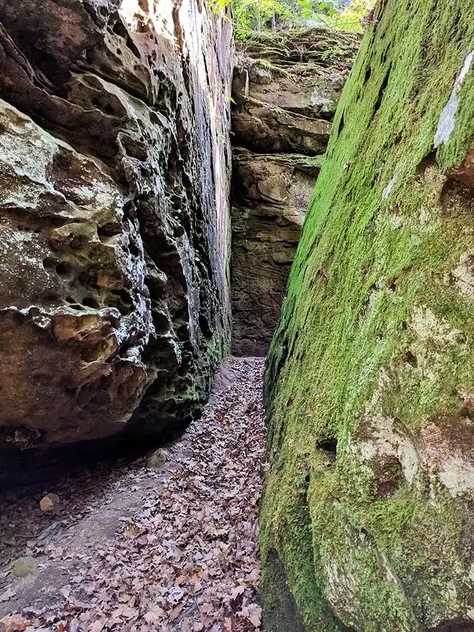 Squeeze through nature's embrace as moss-covered walls close in, creating a passageway that feels straight out of "Indiana Jones"—minus the booby traps.