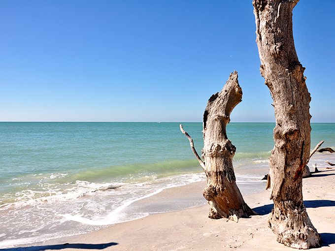 Nature's perfect perch: Birds line up like moviegoers on this weathered branch, silhouetted against the turquoise Gulf waters that kiss Cayo Costa's pristine shores.