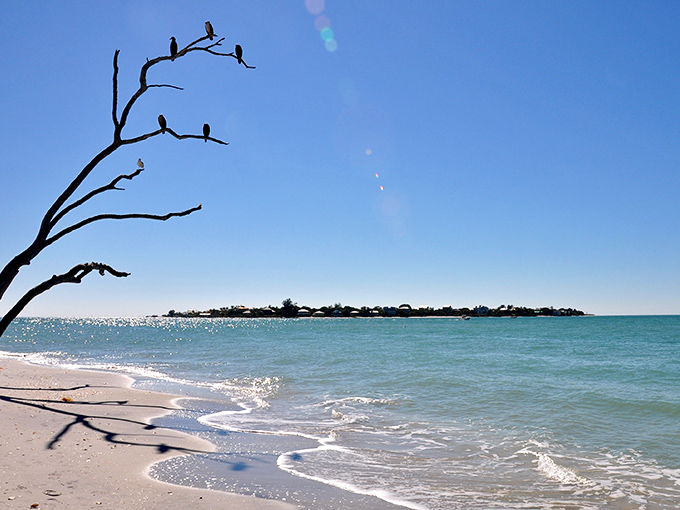 Nature's perfect perch: Birds line up like moviegoers on this weathered branch, silhouetted against the turquoise Gulf waters that kiss Cayo Costa's pristine shores.