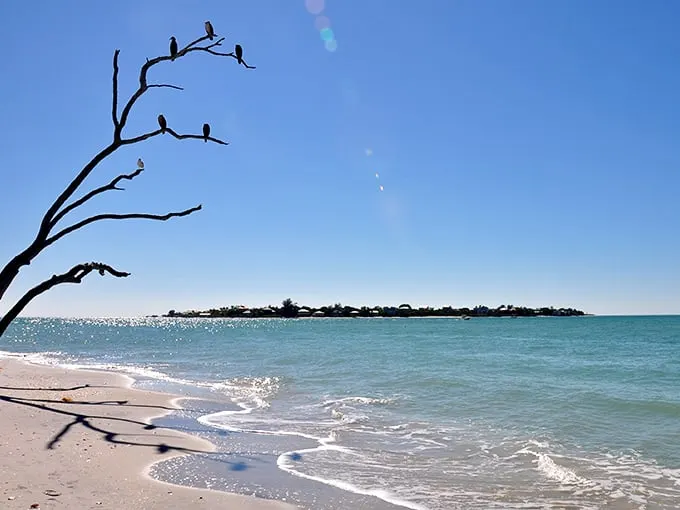 Nature's perfect perch: Birds line up like moviegoers on this weathered branch, silhouetted against the turquoise Gulf waters that kiss Cayo Costa's pristine shores.