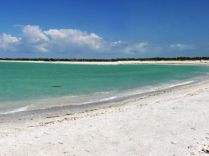 Nature's perfect perch: Birds line up like moviegoers on this weathered branch, silhouetted against the turquoise Gulf waters that kiss Cayo Costa's pristine shores.