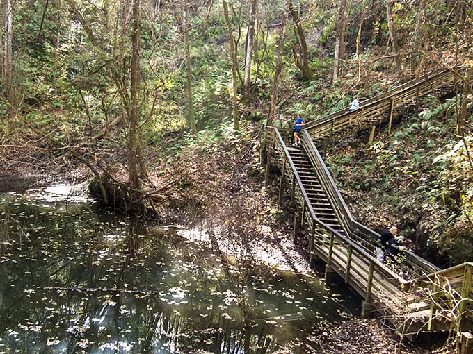 The wooden boardwalk beckons you into a world that feels more Pacific Northwest than Florida. Nature's invitation to adventure awaits.